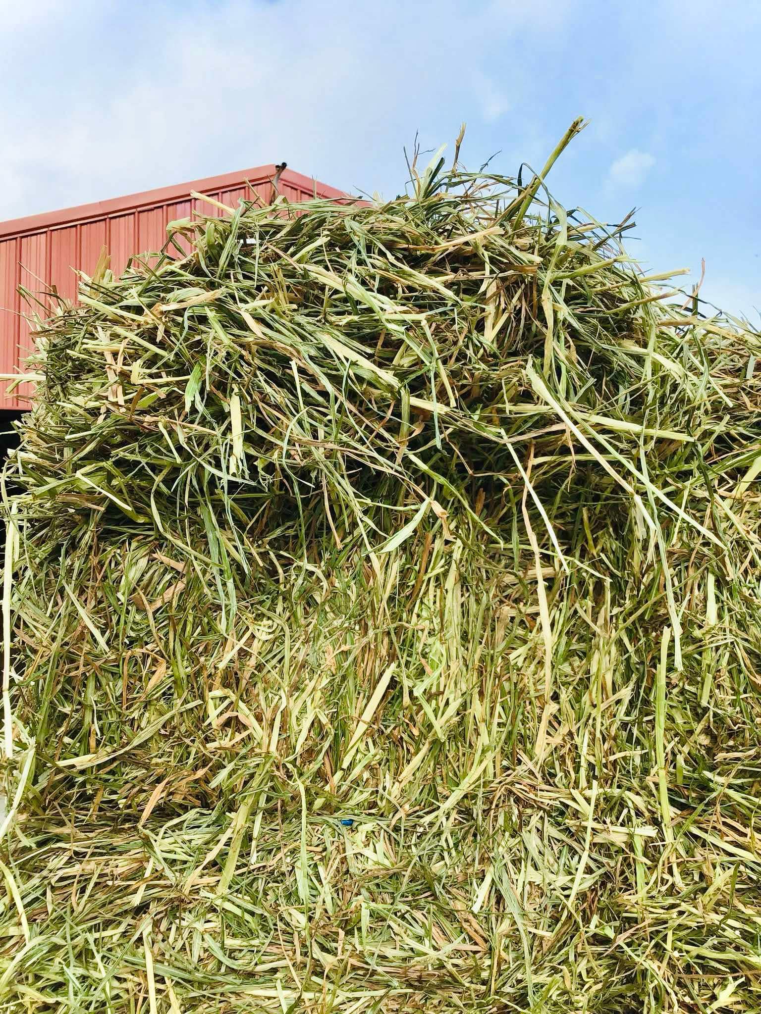 Buy Premium Quality Hay in Grand Bay, AL | Small Square Bales